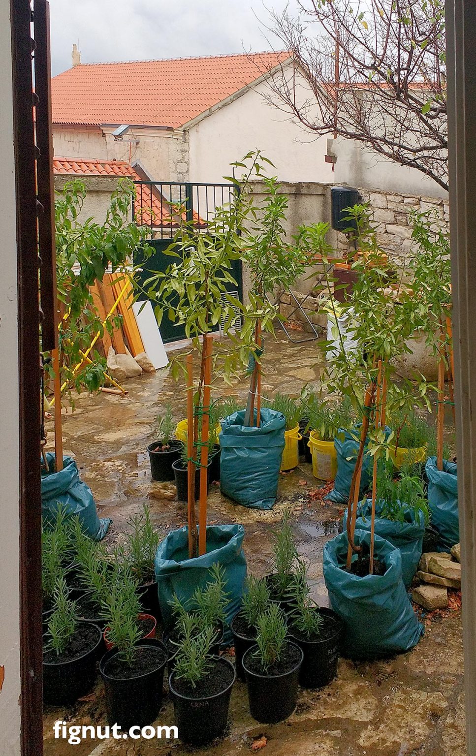 How to Plant an Almond Tree (Full Step-by-Step Process) - FigNut