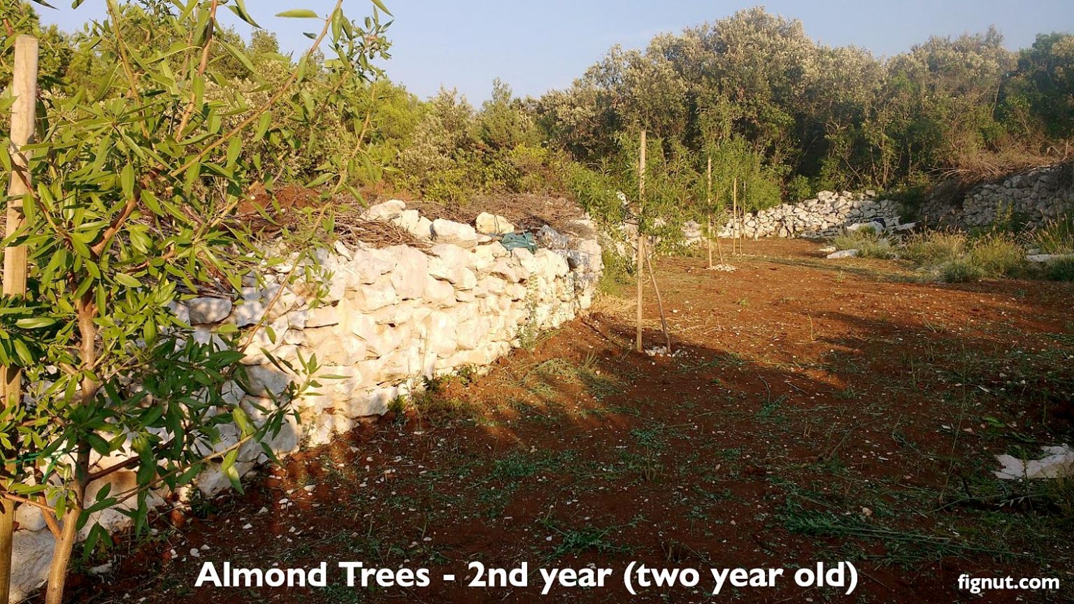 How to Plant an Almond Tree (Full Step-by-Step Process) - FigNut