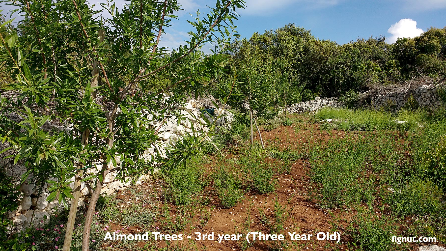 How to Plant an Almond Tree (Full Step-by-Step Process) - FigNut