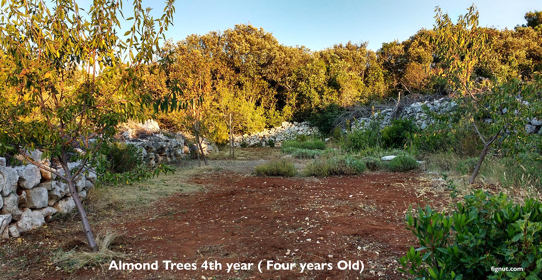 How to Plant an Almond Tree (Full Step-by-Step Process) - FigNut