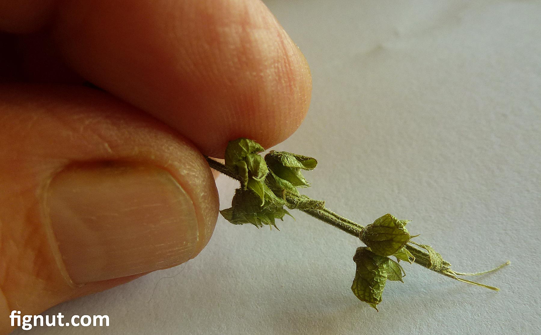 How to Save Basil Seeds - Herbs - FigNut