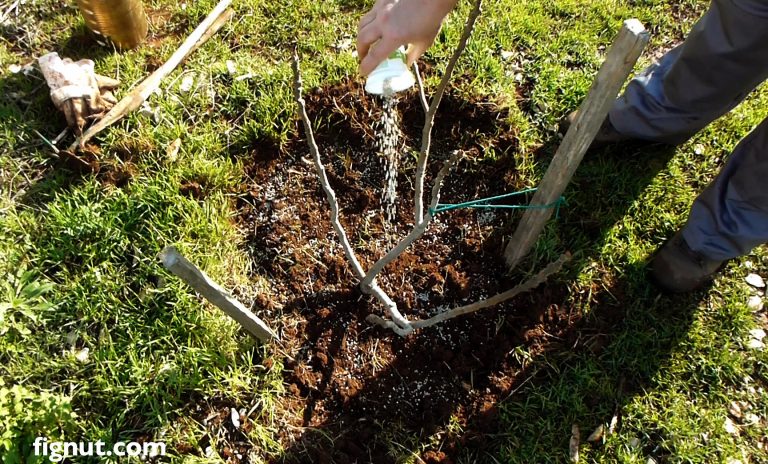 How to Fertilize a Fig Tree in The Ground - FigNut