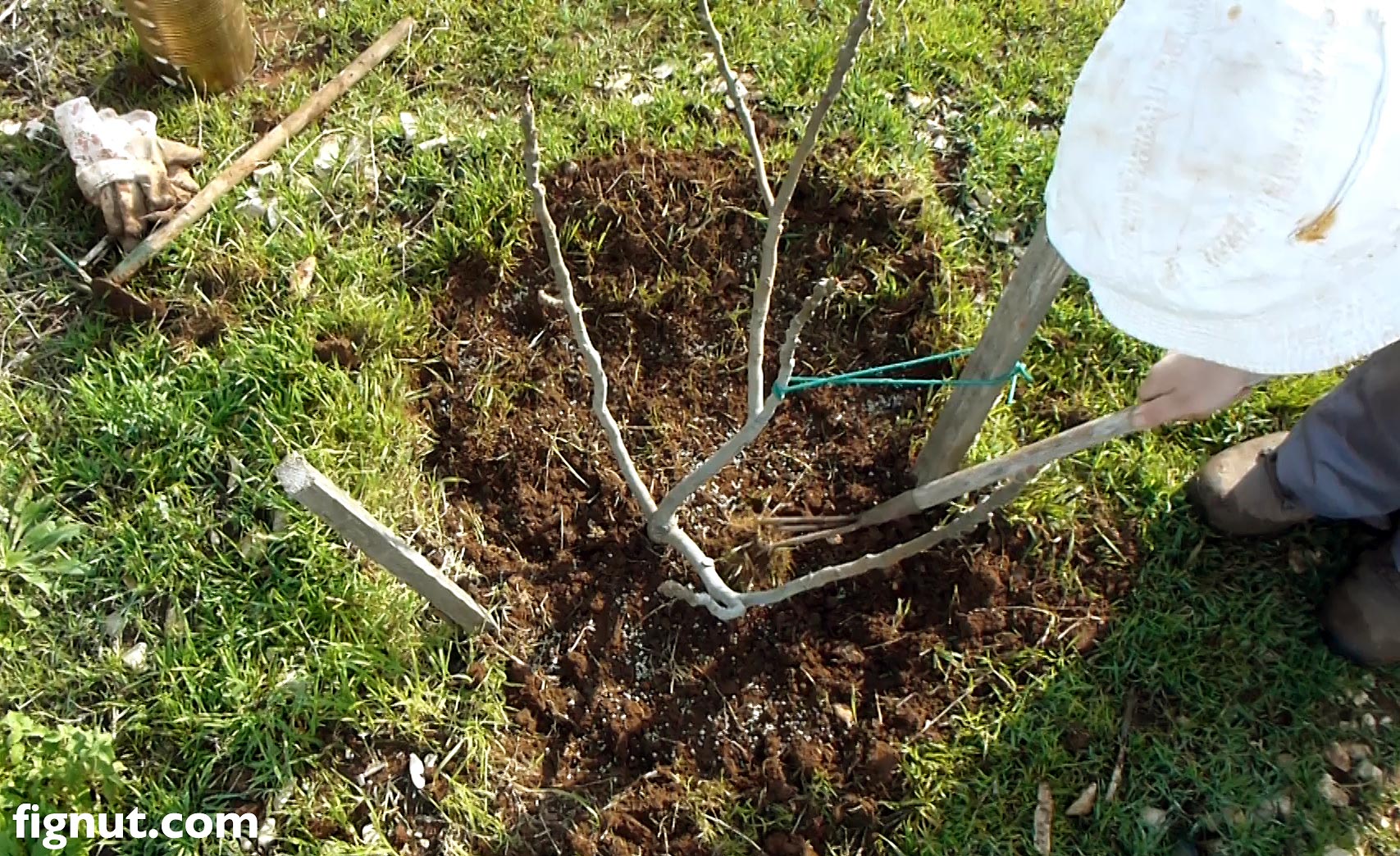 How to Fertilize a Fig Tree in The Ground - FigNut