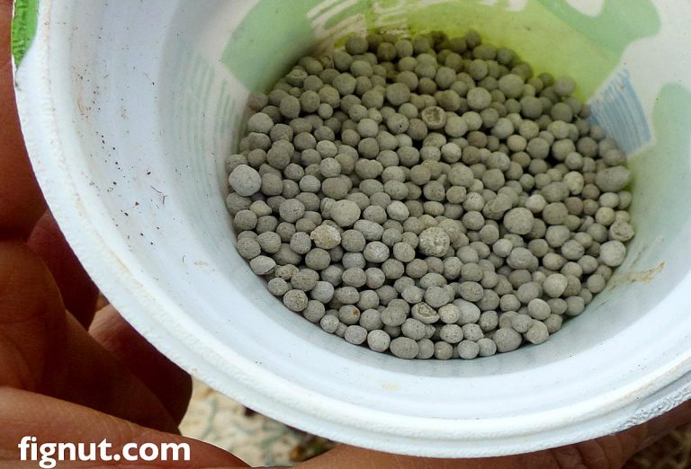 How to Fertilize a Fig Tree in The Ground - FigNut