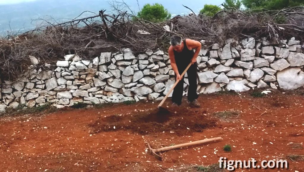 How to Plant a Potted Fig Tree in the Ground - FigNut