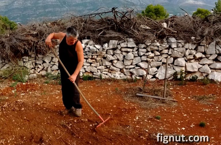 How to Plant a Potted Fig Tree in the Ground - FigNut