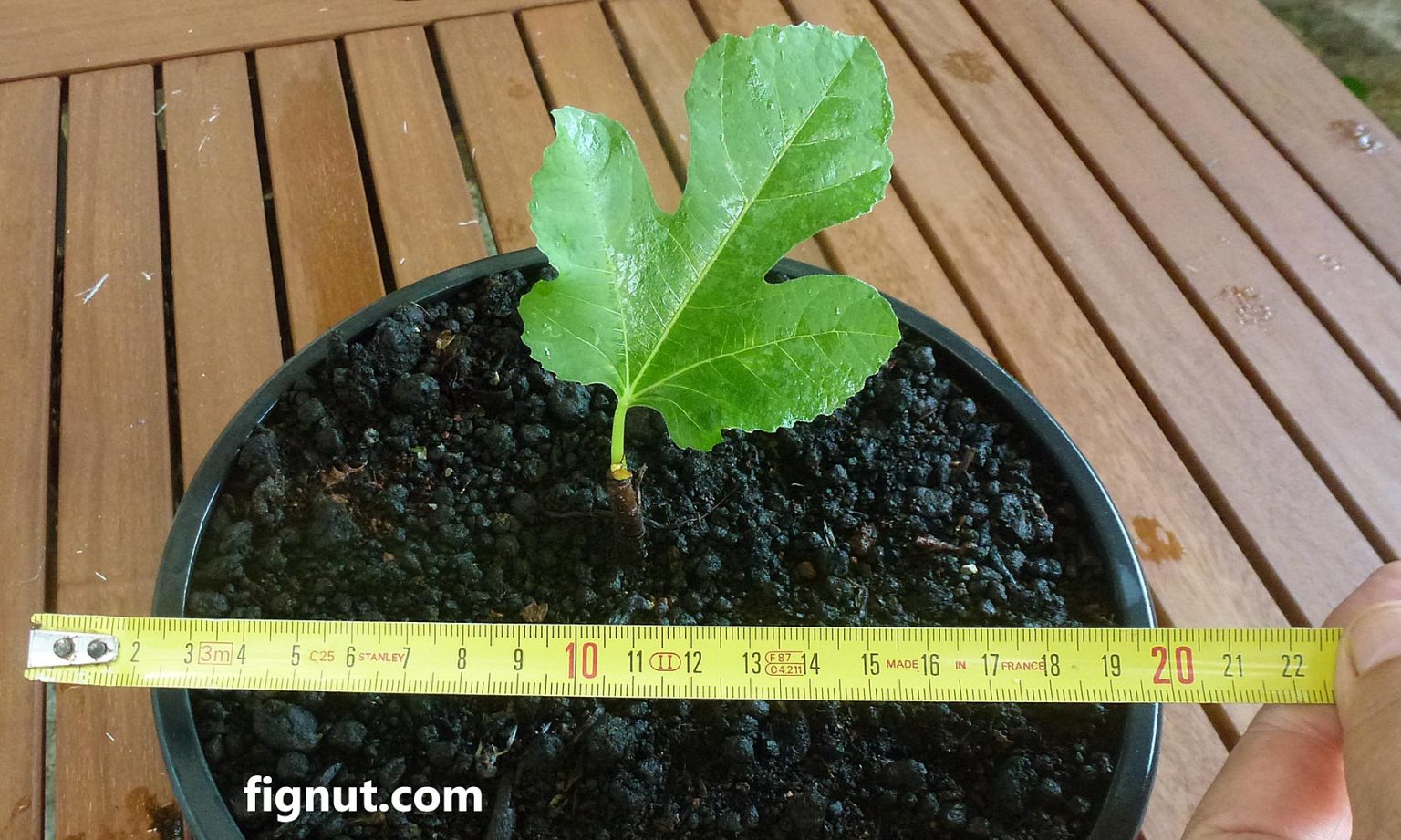 How To Start A Fig Tree From A Cutting - Rooting Figs - FigNut