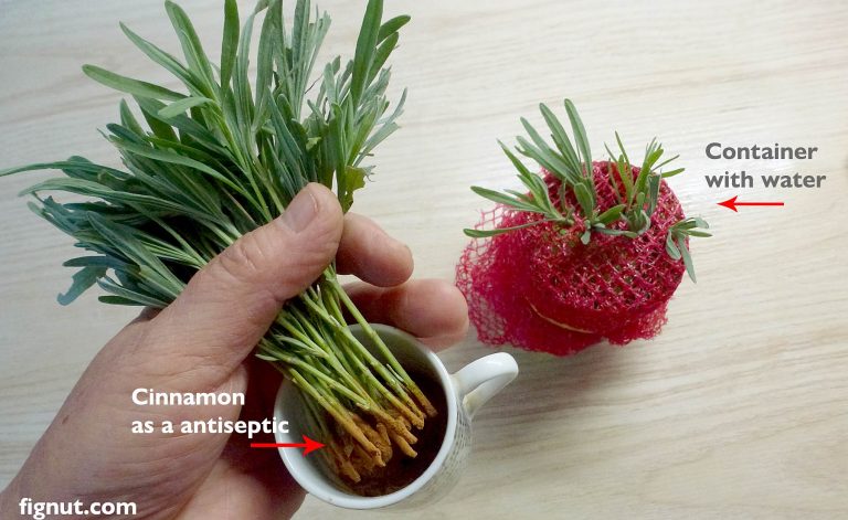 How To Propagate Lavender From Cuttings (with Photos & Video)