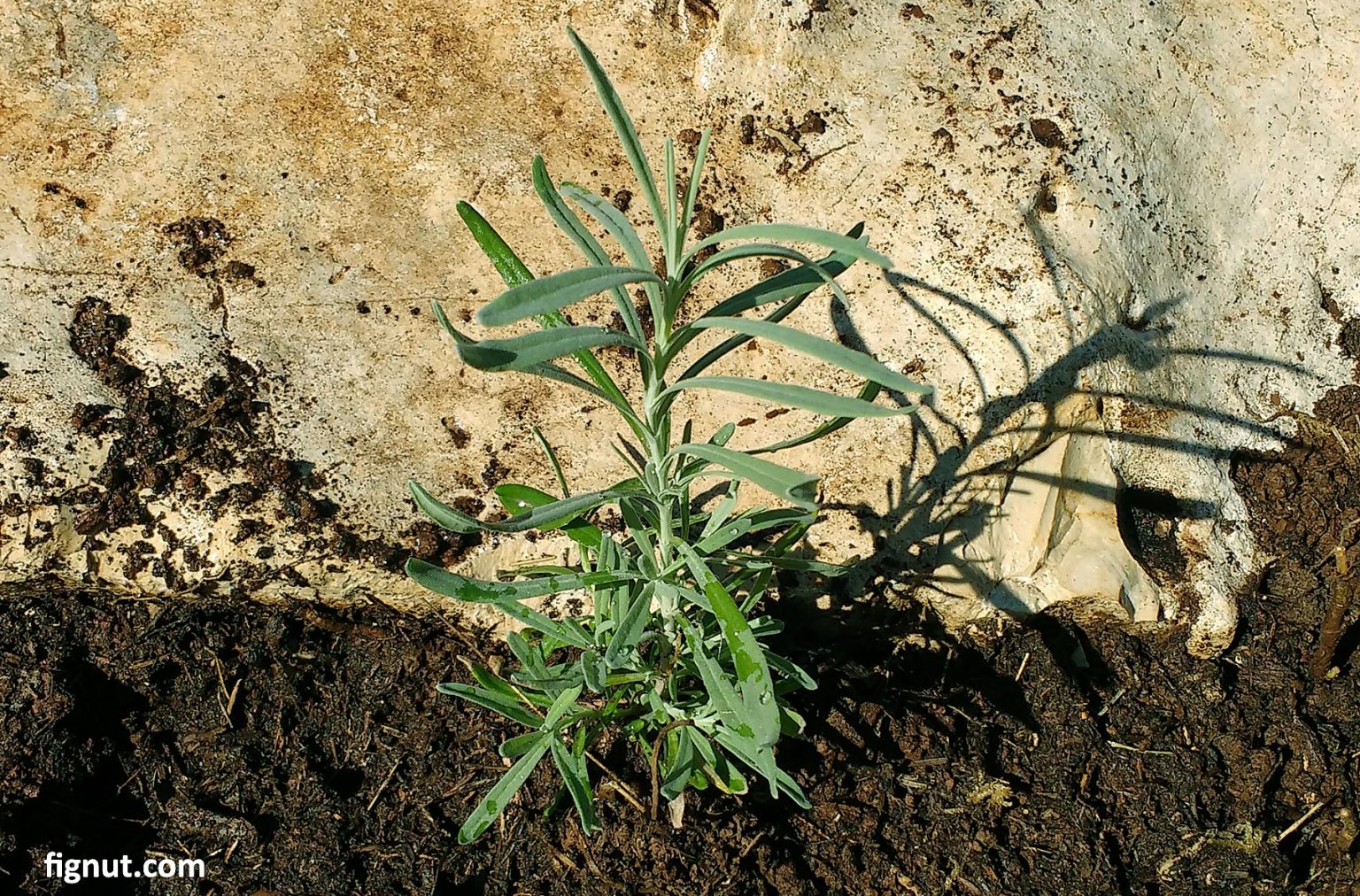 How To Propagate Lavender From Cuttings (with Photos & Video)