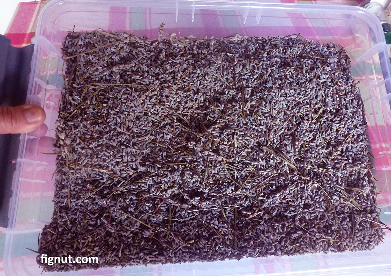 How to Store Dried Lavender Flowers, Buds and Leaves - FigNut