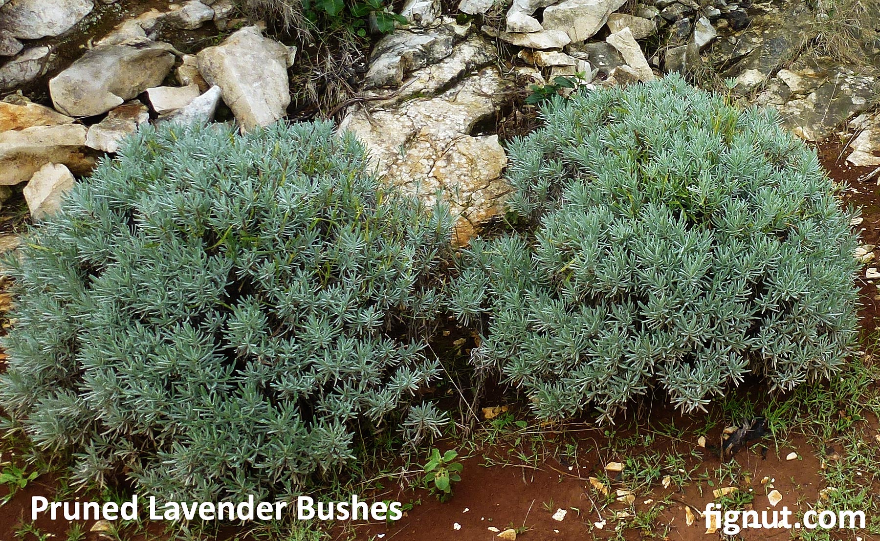 How to Prune Lavender Plant, Bush, Summer and Winter Pruning - FigNut