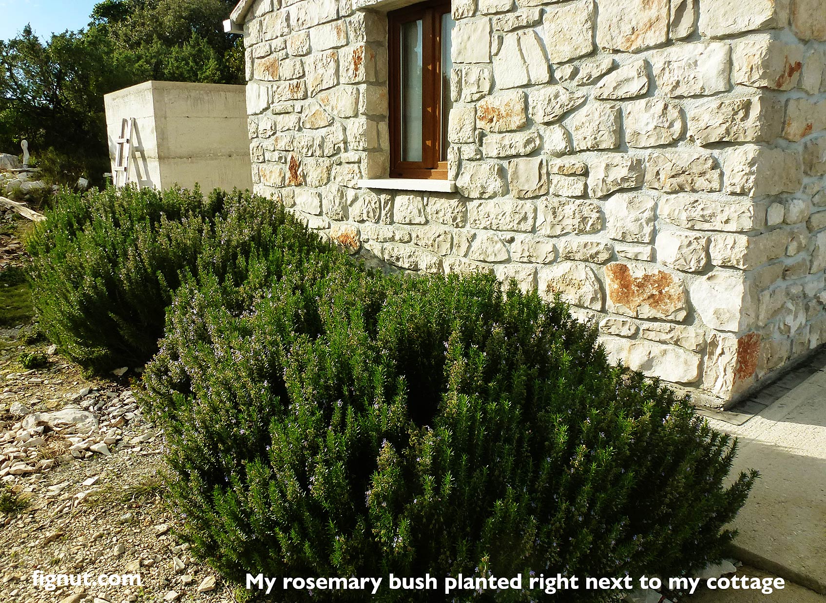 Growing Rosemary in My Garden