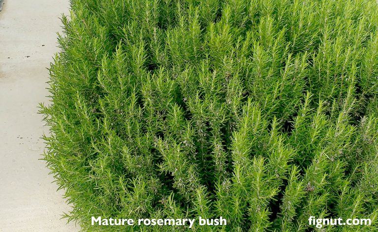 How to Grow Rosemary from Cuttings (With Photos & Video)