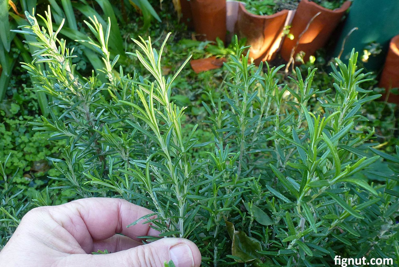 How to Grow Rosemary from Cuttings (With Photos & Video)