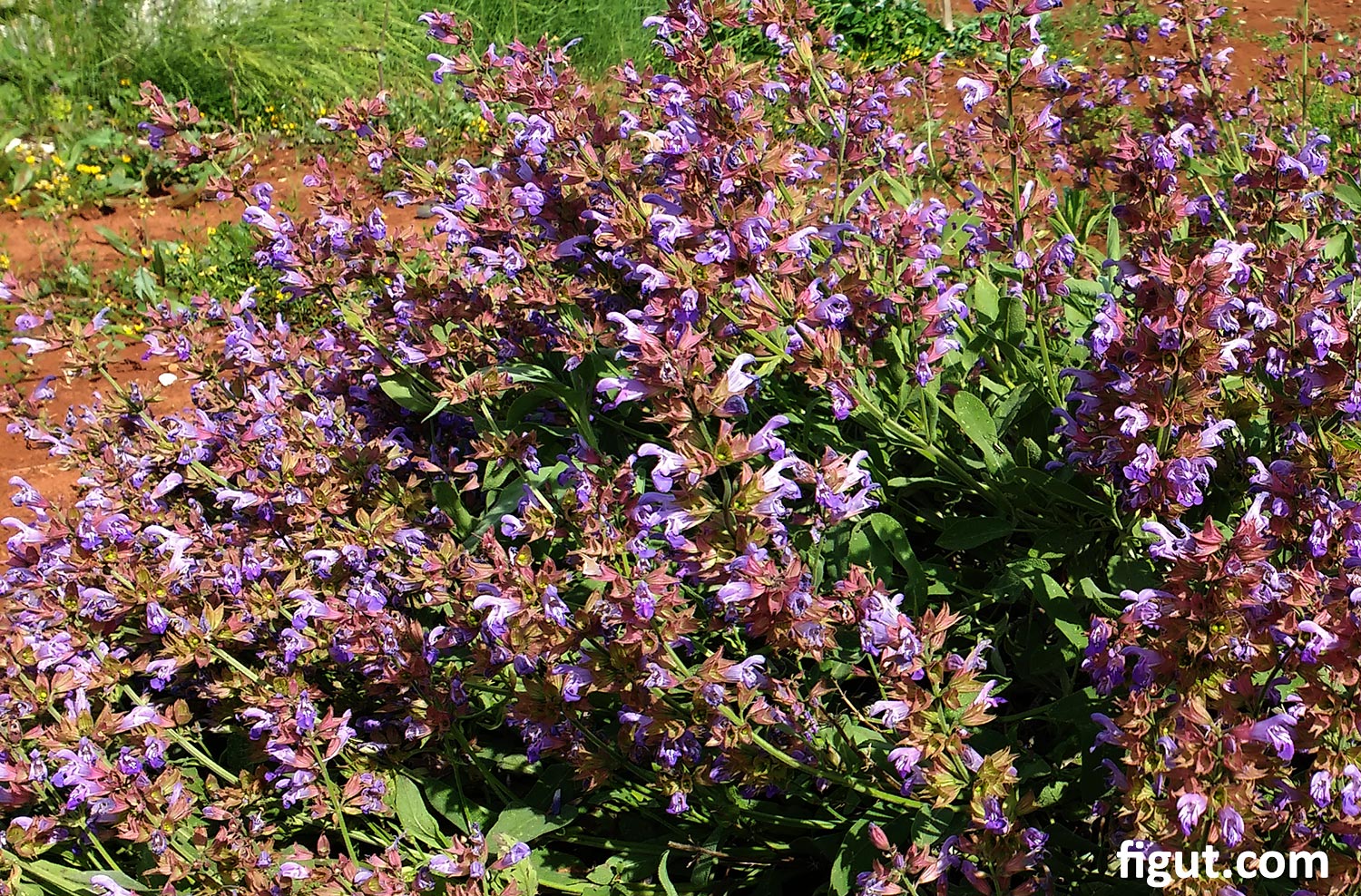 How to Dry Sage Flowers and Leaves - FigNut