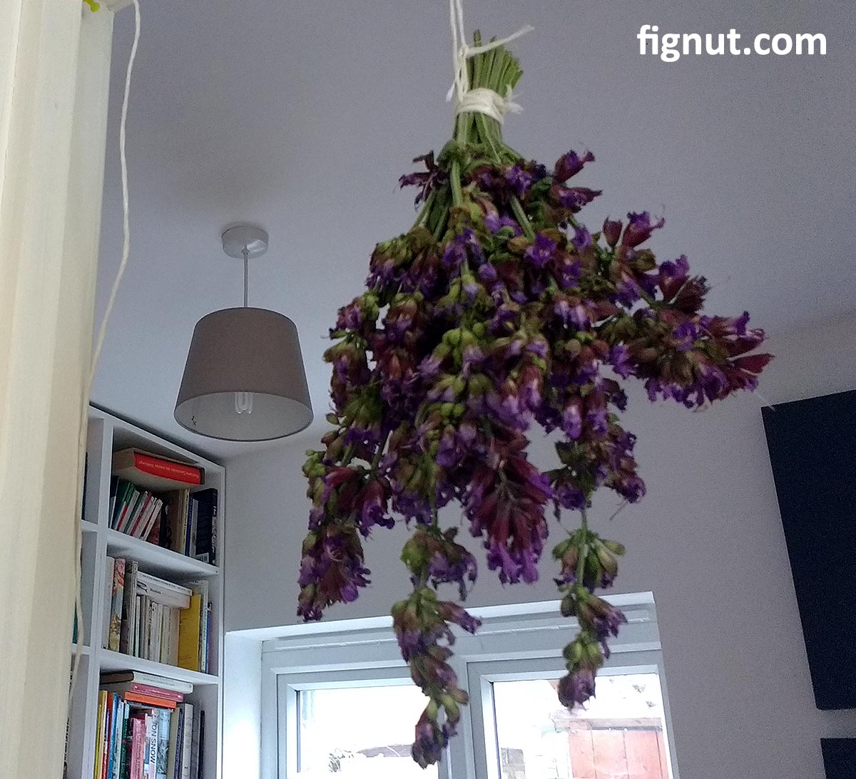 How to Store Dried Sage Flowers and Leaves - FigNut