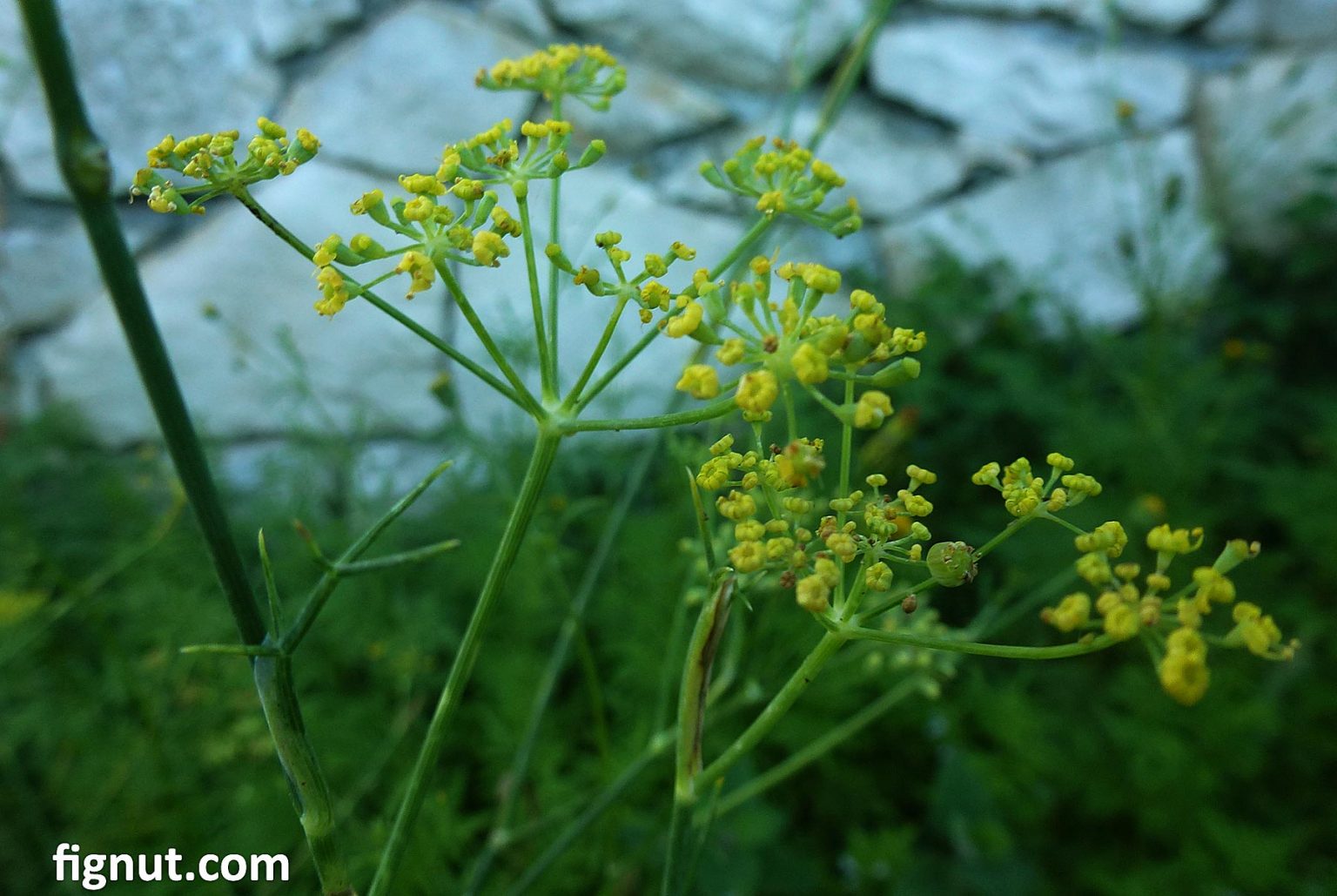 Wild Fennel - Identifying, Harvesting, Using & Drying Seeds - FigNut