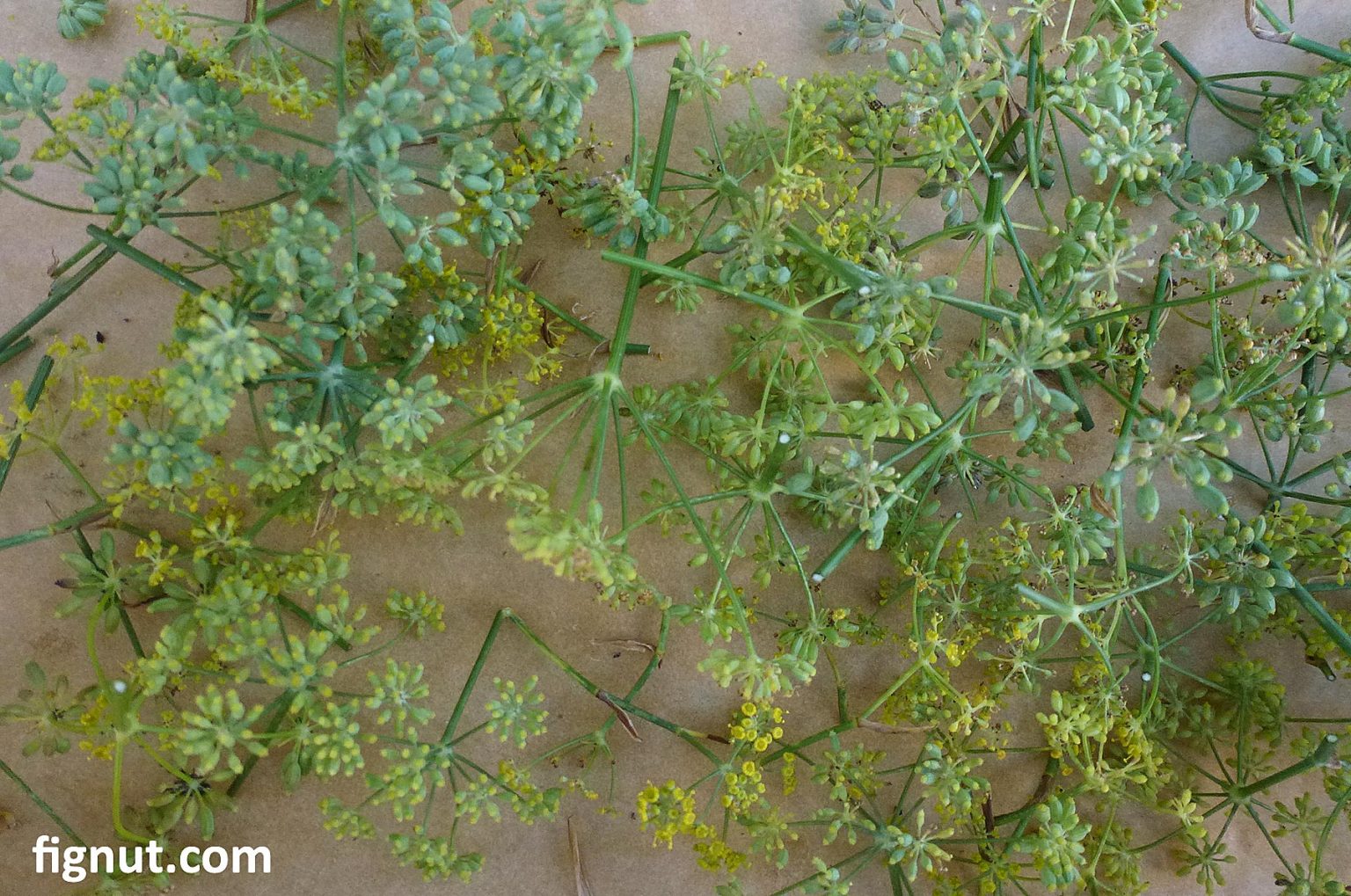 Wild Fennel - Identifying, Harvesting, Using & Drying Seeds - FigNut
