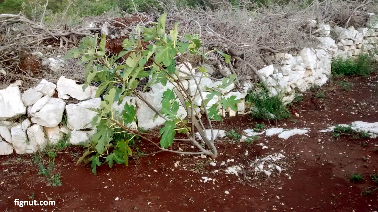 Growing Fig Trees in Windy Areas - FigNut