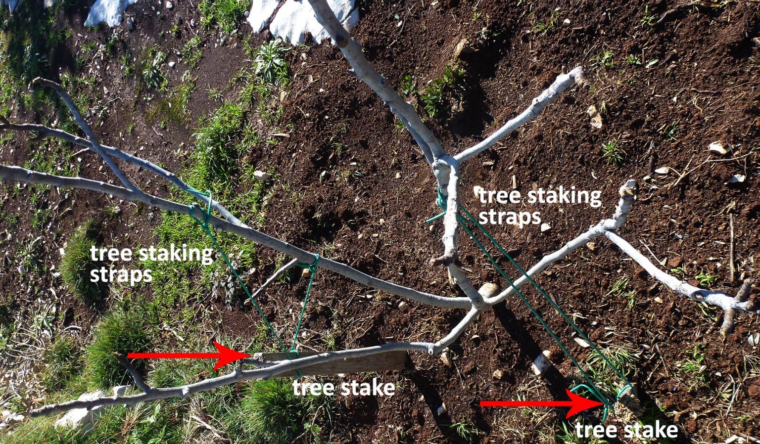 Growing Fig Trees in Windy Areas - FigNut